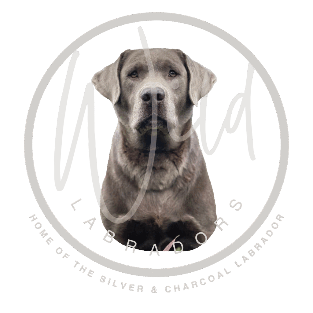Full Reno @ Wild Labradors! - WILD LABRADORS
