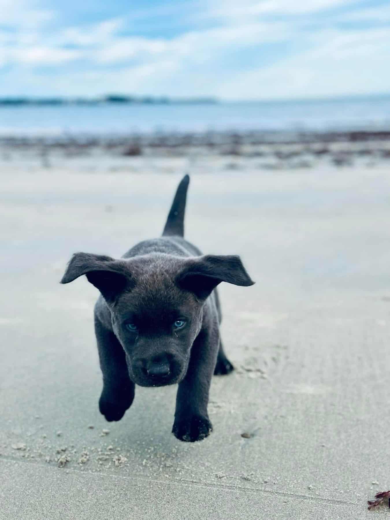 $1,000 Payment- Applied To Balance - WILD LABRADORS