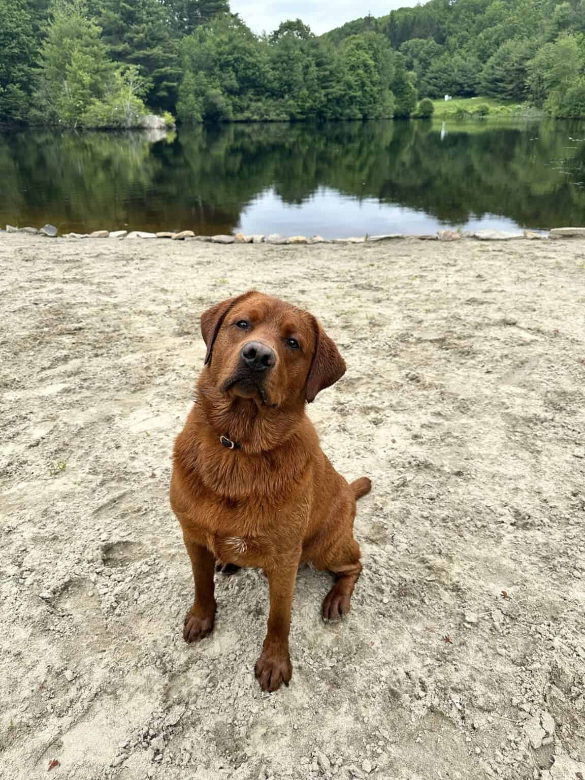 Silver Labrador Puppies For Sale In Massachusetts - Reserve Now