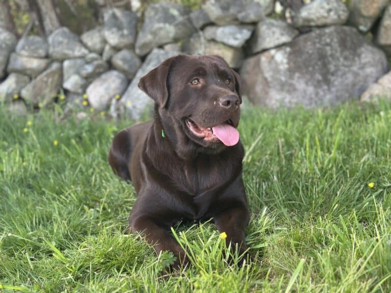 Silver Labrador Puppies For Sale In Massachusetts - Reserve Now