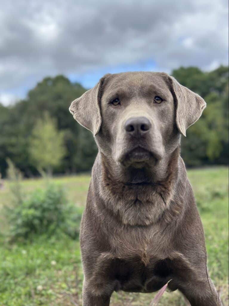Silver Lab Puppies For Sale In Massachusetts | English Labs