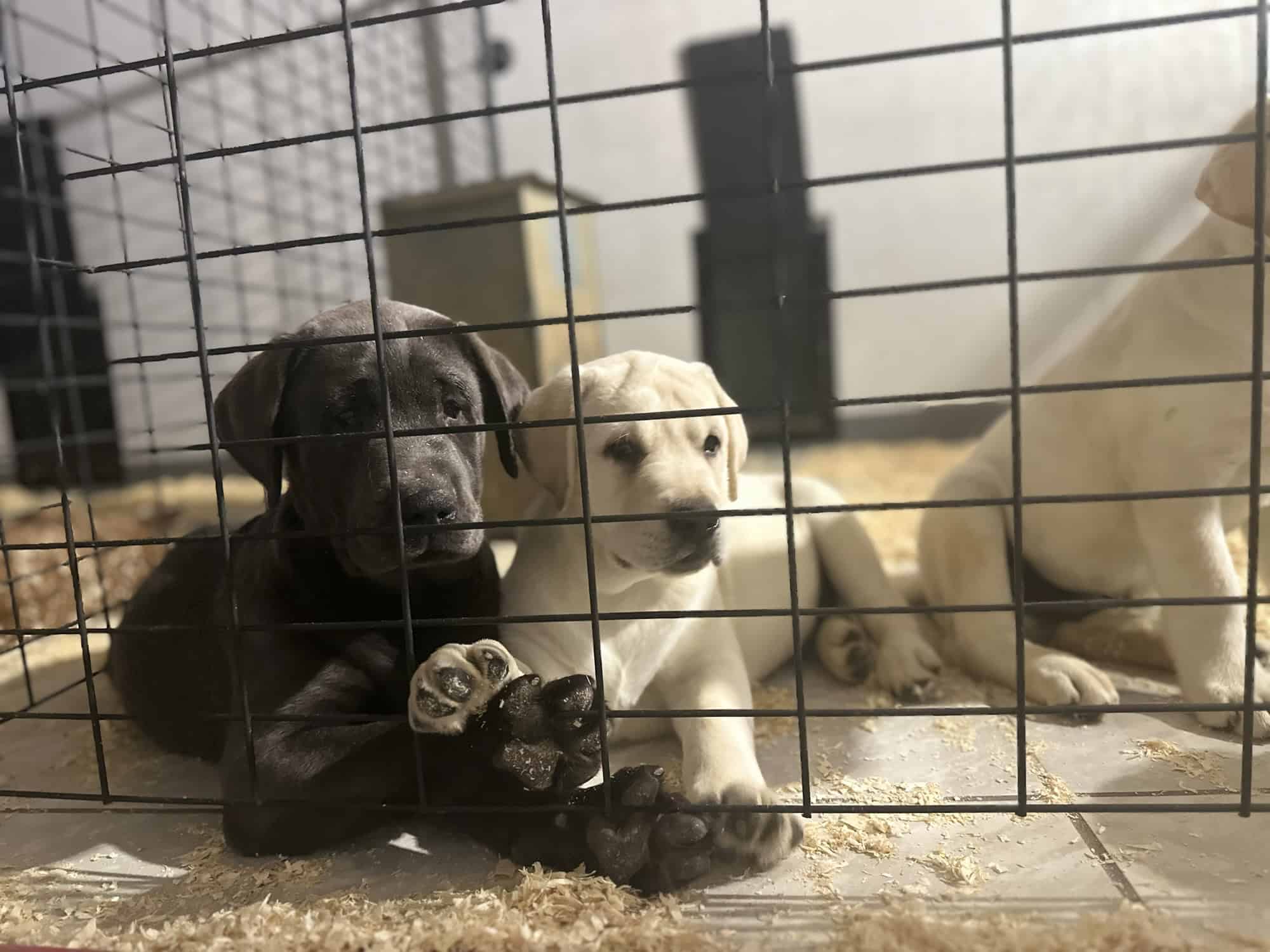 Wild Labradors: A Little Cough And A Lot Of Cute - WILD LABRADORS
