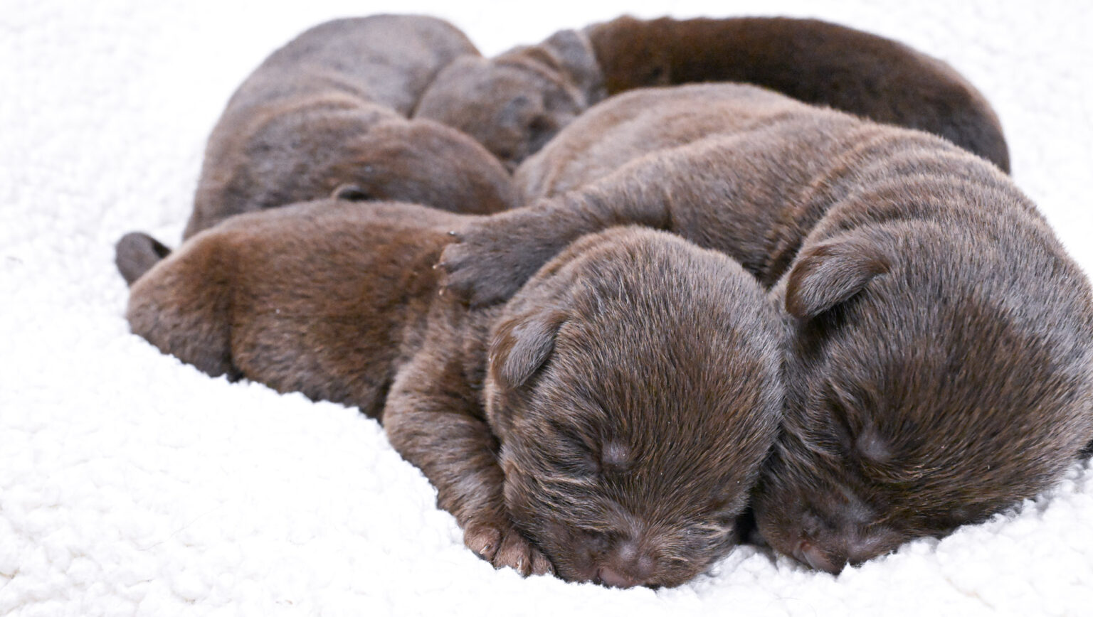 Mazeys' Litter Gallery - WILD LABRADORS