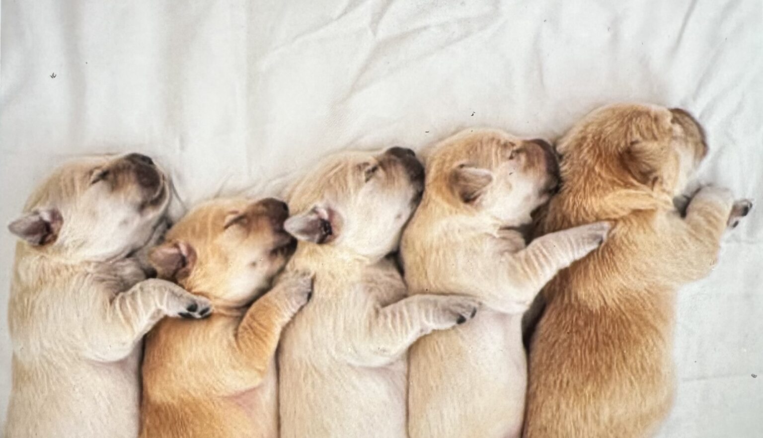 Meet The Litters - Reserve Your Labrador Puppies For Sale