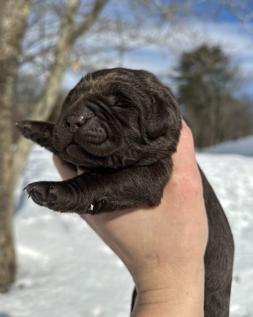 Chocolate Female- You Choose 2nd (2 Total) - WILD LABRADORS